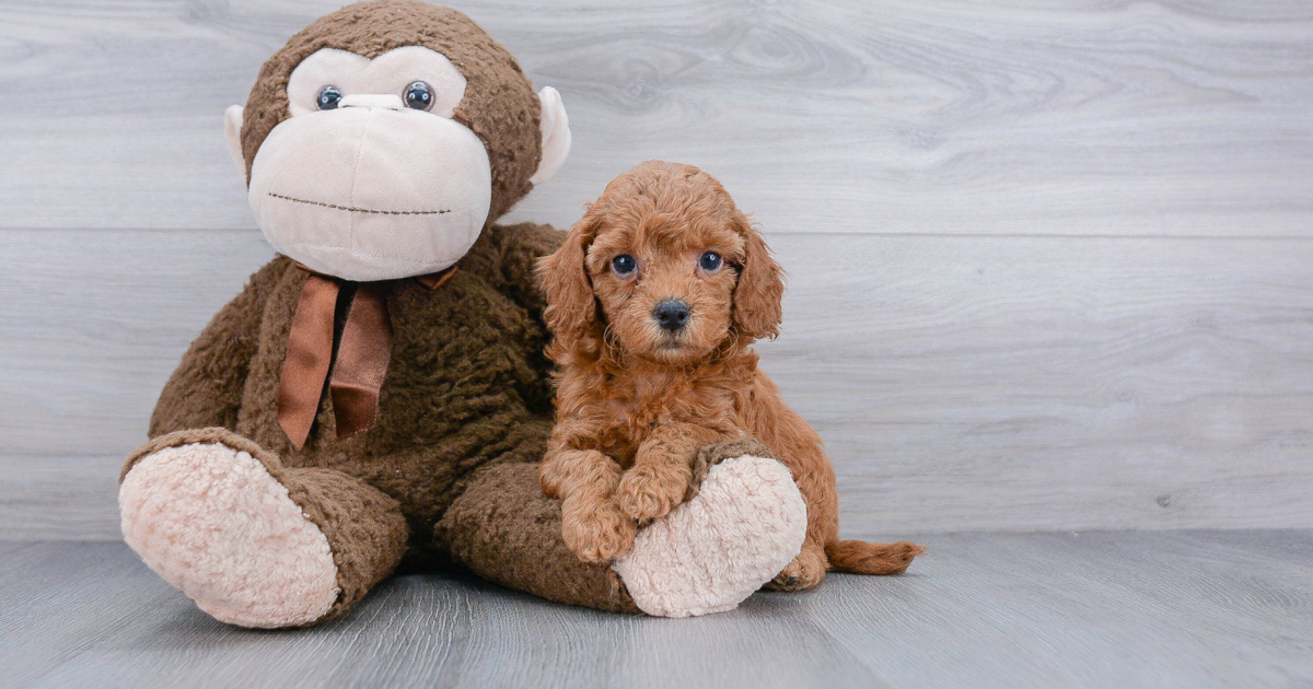Fluffy Cockapoo Peach: 3lb 13oz Doodle Puppy