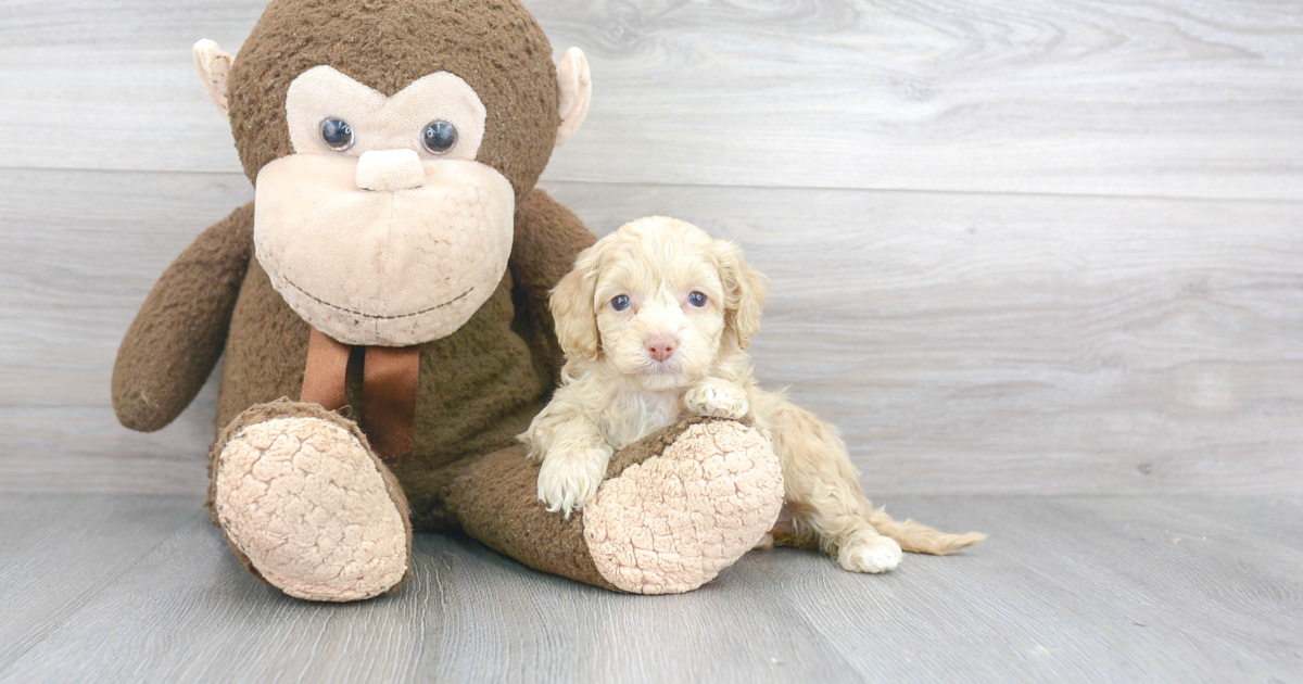 Adorable Cockapoo Peach: 3lb 3oz Doodle Puppy