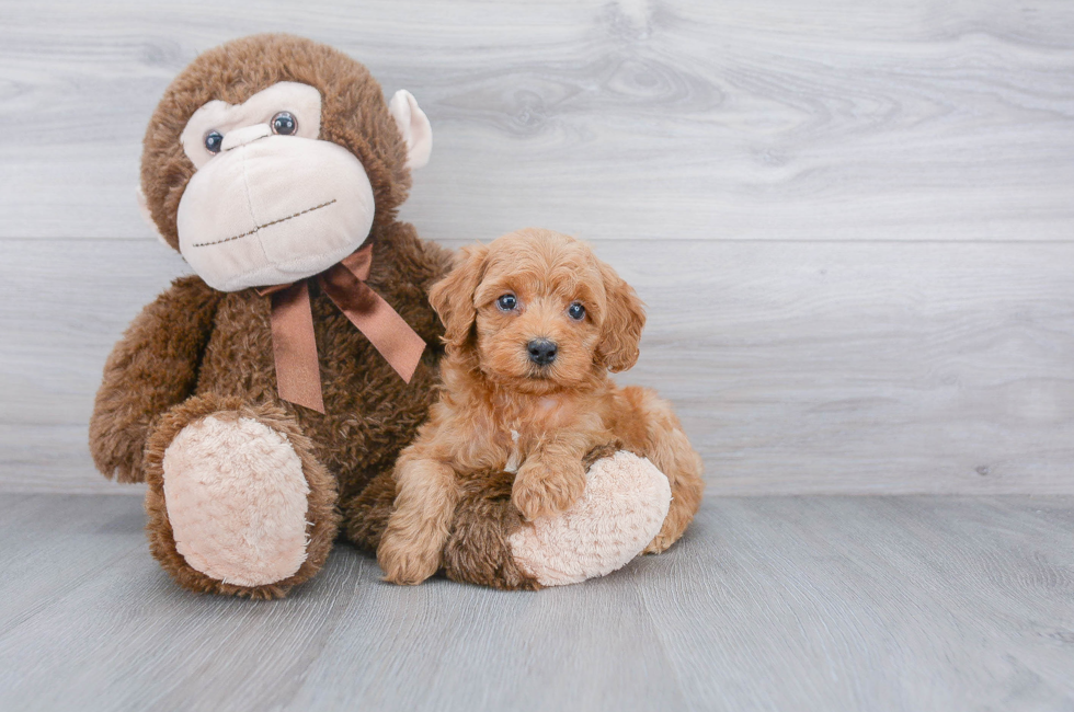Mini Labradoodle Puppies for Sale | Premier Pups located in Ohio
