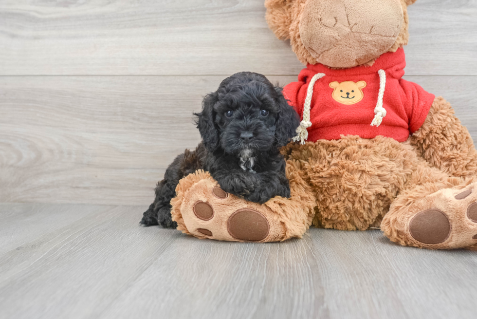 Fluffy Cockapoo Presley: 5lb 8oz Doodle Puppy
