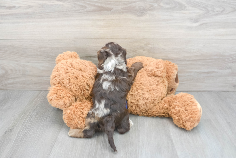 Cockapoo Rowdy: 2lb 2oz Doodle Puppy