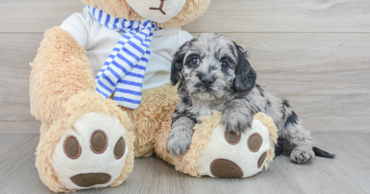 Funny Cockapoo Santino: 5lb 8oz Doodle Puppy