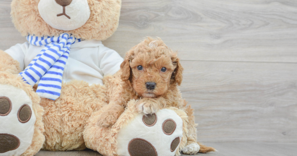 Small Cockapoo Stark: 5lb 8oz Doodle Puppy