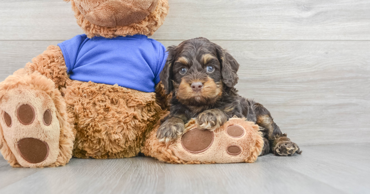 Small Cockapoo Stark: 6lb 1oz Doodle Puppy