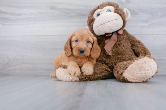 Cockapoo Puppies for Sale | Premier Pups located in Ohio