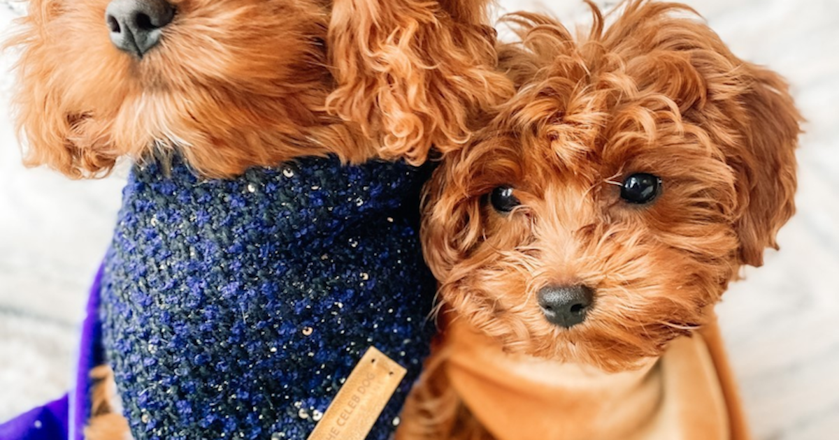 Compare Male vs Female Cavapoos: Which Is Best For You?