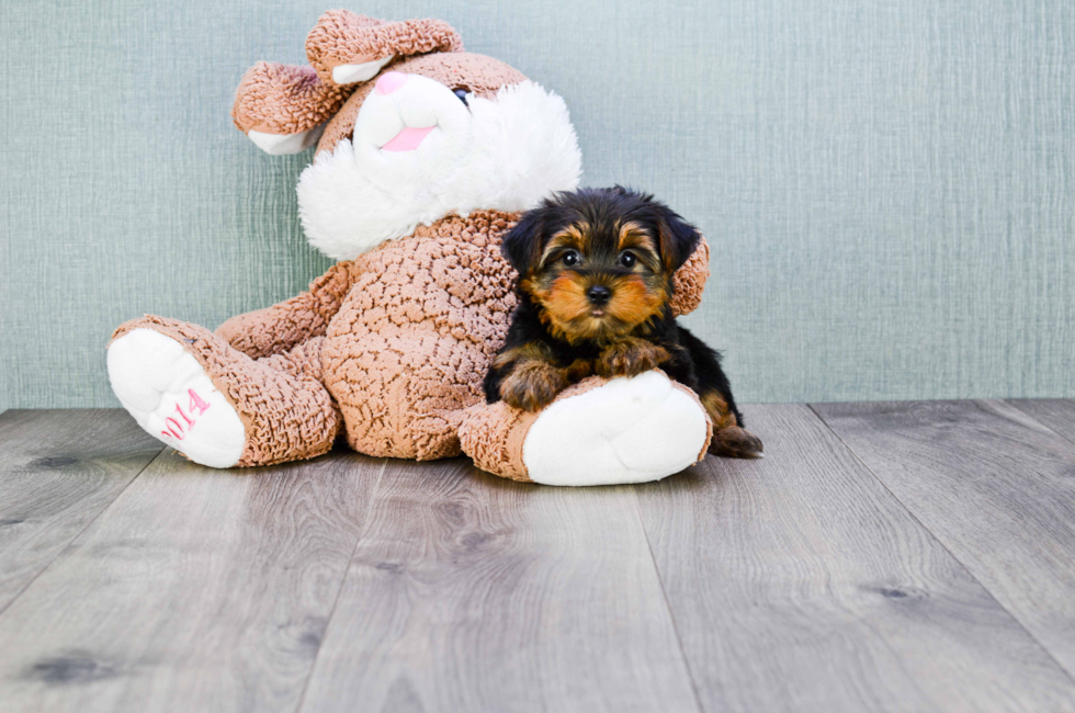 AKC Yorkie puppies for sale | Buy Teacup Yorkshire Terrier Pups