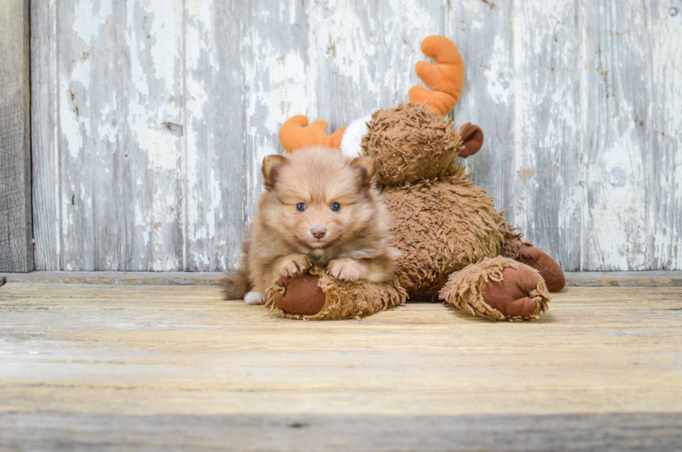 Small breed puppies for sale | Teacup Pups for sale in Ohio – Premier Pups