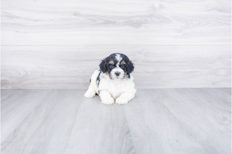 F2 MINI BERNEDOODLE PUPPY