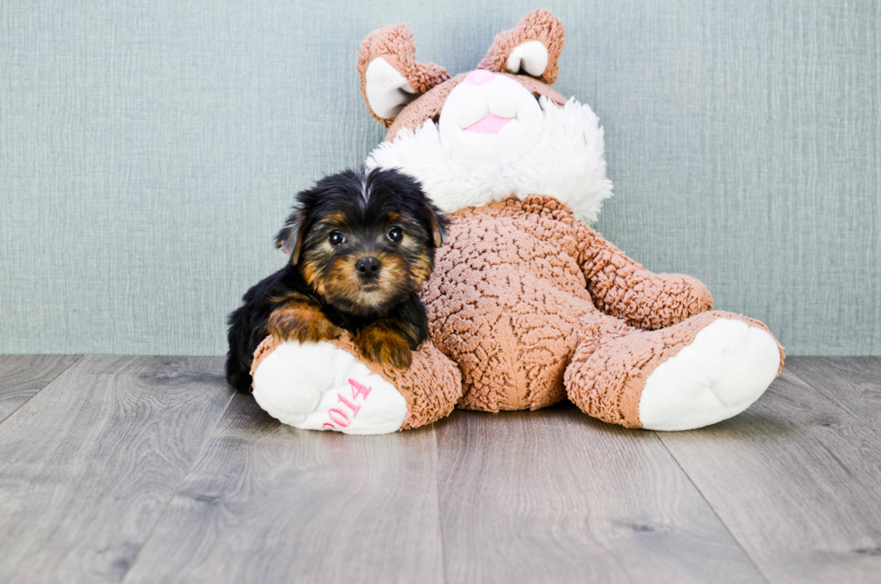 AKC Yorkie puppies for sale | Buy Teacup Yorkshire Terrier Pups