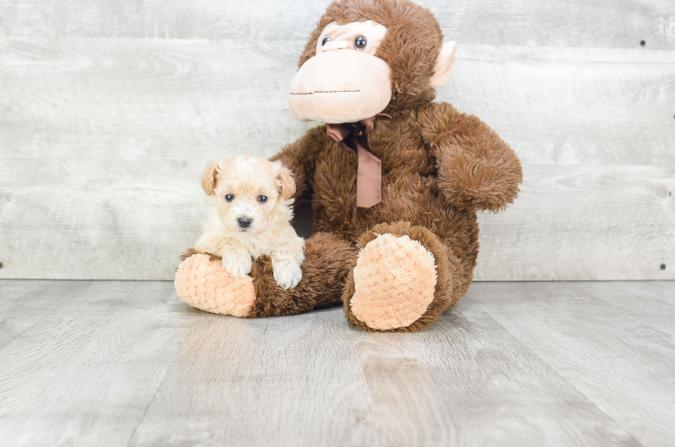 Small breed puppies for sale | Teacup Pups for sale in Ohio – Premier Pups