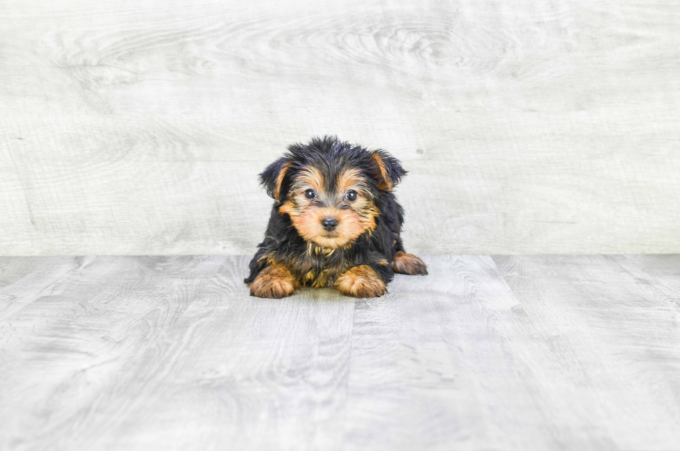 AKC Yorkie puppies for sale | Buy Teacup Yorkshire Terrier Pups
