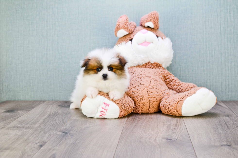 Small breed puppies for sale | Teacup Pups for sale in Ohio – Premier Pups