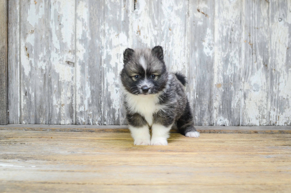 Pomsky puppies for sale | Small cross puppies breeds for sale in Ohio