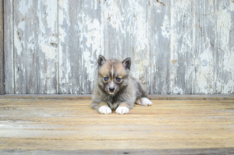 Pomsky puppies for sale | Small cross puppies breeds for sale in Ohio