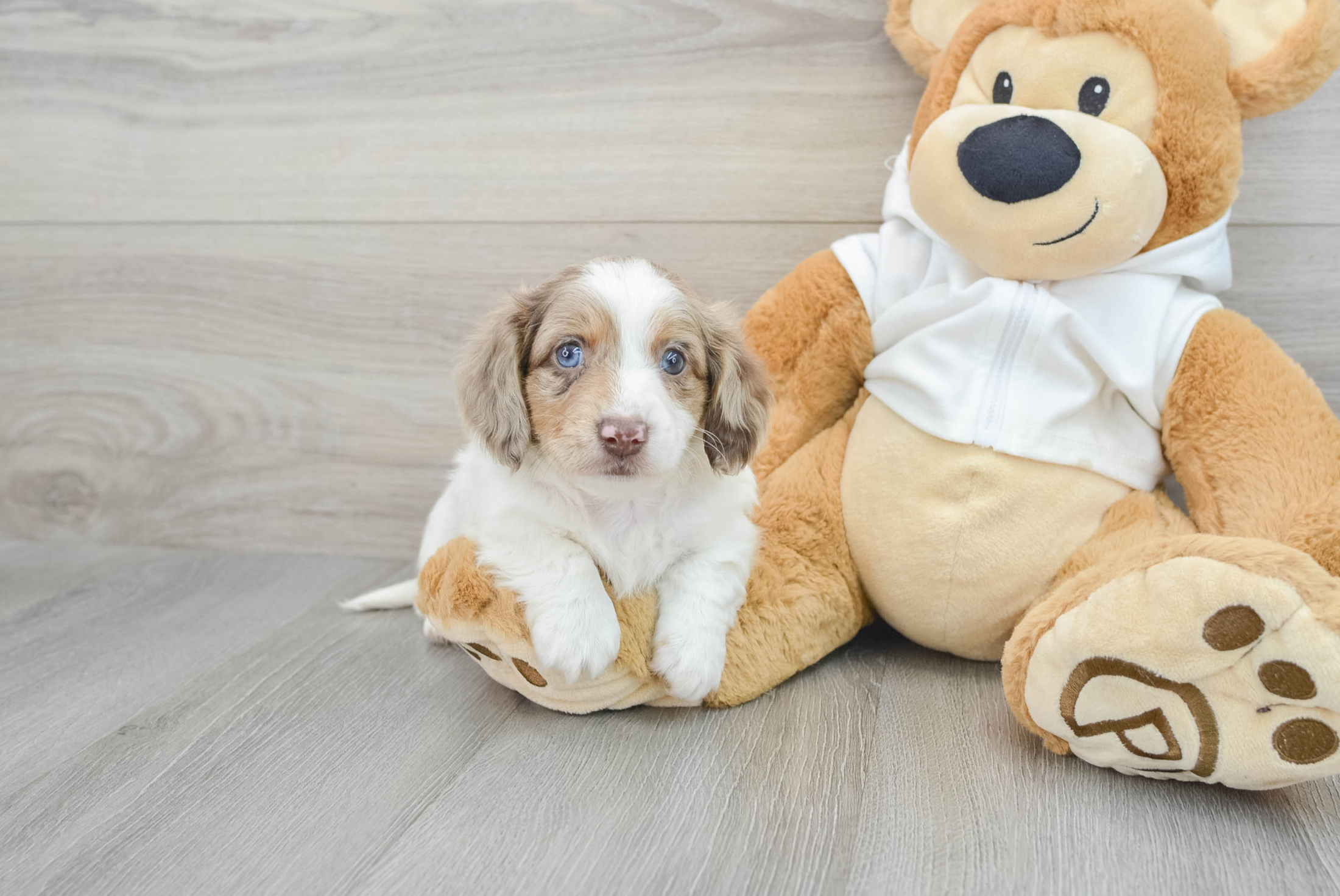 Dachshund Puppy Photos and More - Premier Pups