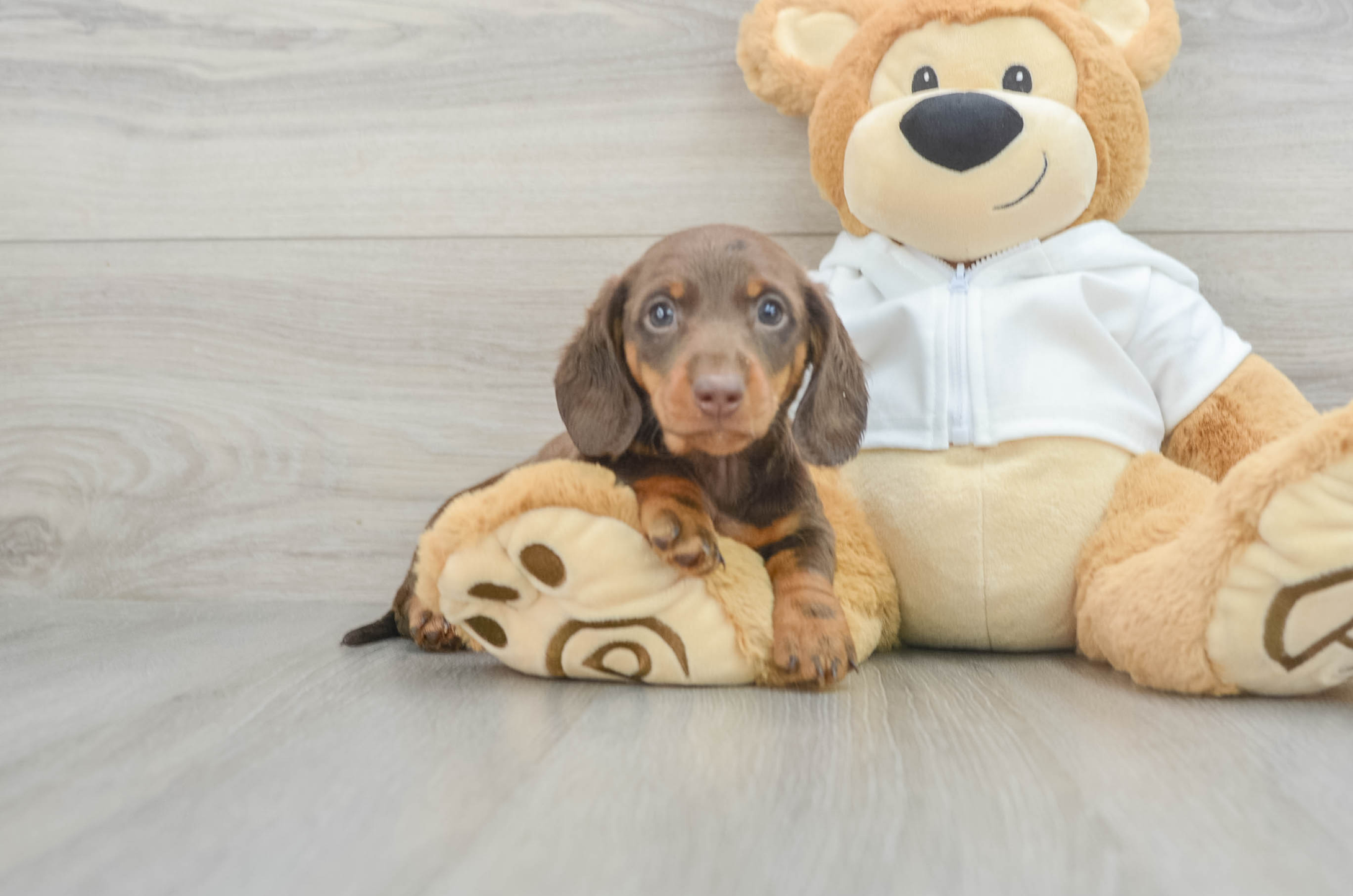 Purebred Dachshund Puppies For Sale - Premier Pups