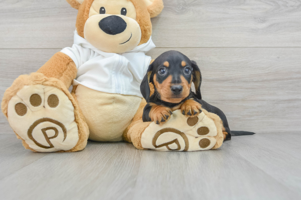 Purebred Dachshund Puppies For Sale - Premier Pups