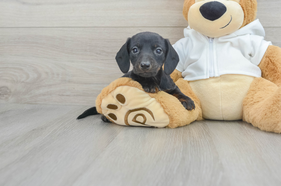 Find Puppies For Sale - Bundles of Joy - Premier Pups