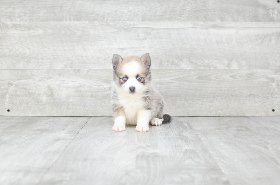 Pomsky puppies for sale | Small cross puppies breeds for sale in Ohio
