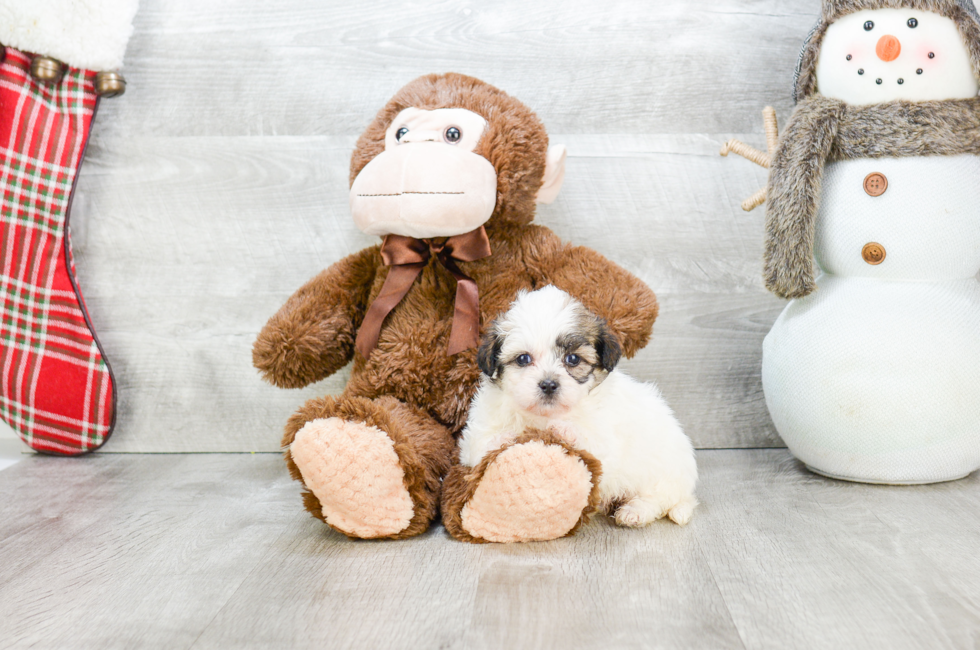 Teddy Bear Puppies for Sale – Shichon Puppies | Premierpups.com