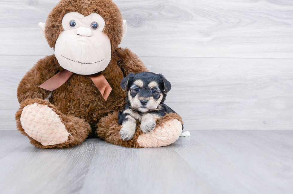 Morkie Puppies For Sale Online | Comfortable US Shipping from Ohio