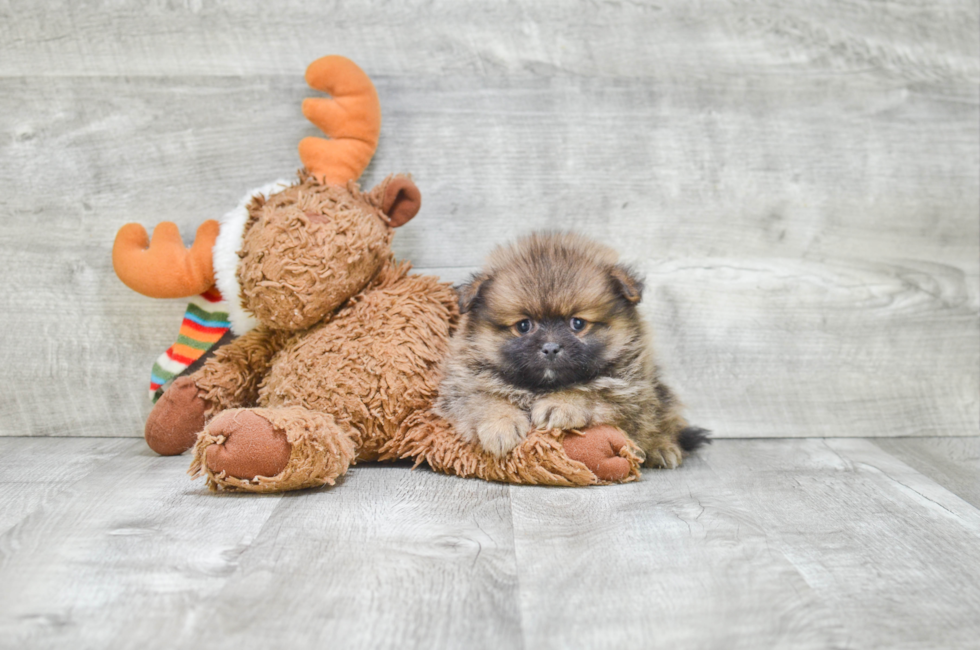 Pomeranian puppies for sale | Teacup breed Pom puppies for sale in Ohio