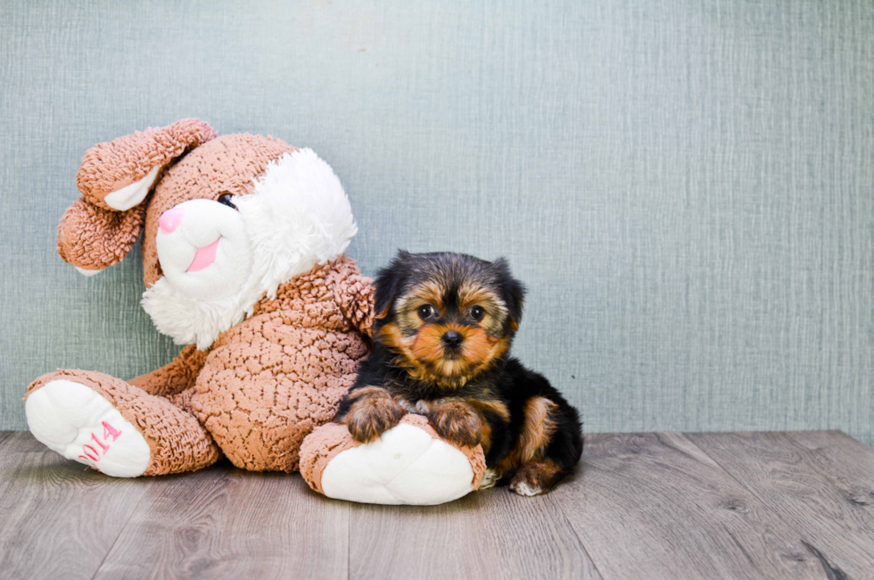 AKC Yorkie puppies for sale | Buy Teacup Yorkshire Terrier Pups