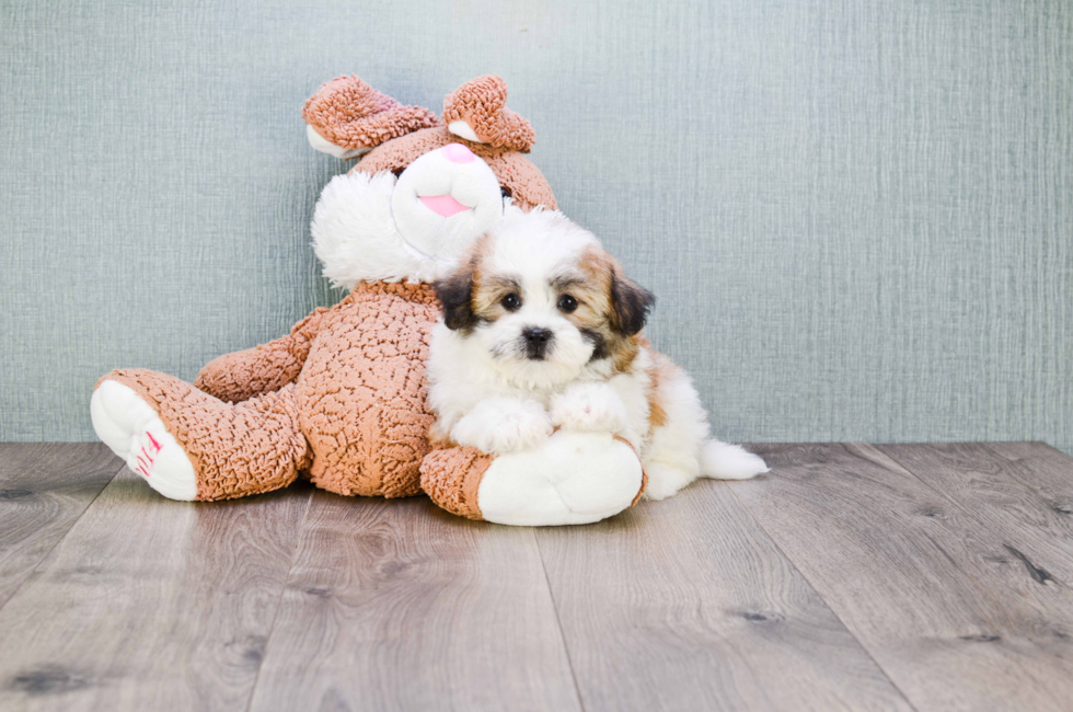 Small breed puppies for sale | Teacup Pups for sale in Ohio – Premier Pups