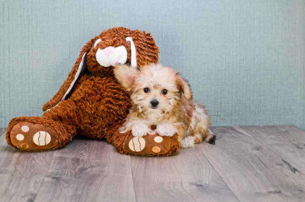 Morkie puppies for sale | Mixed Small Breed puppies for sale