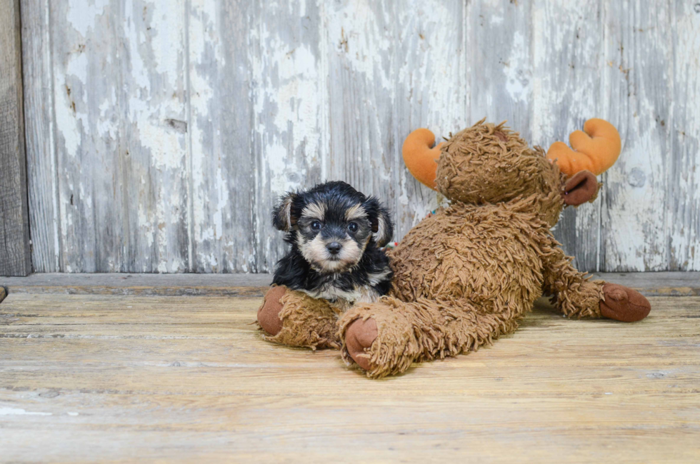 Morkie puppies for sale | Mixed Small Breed puppies for sale