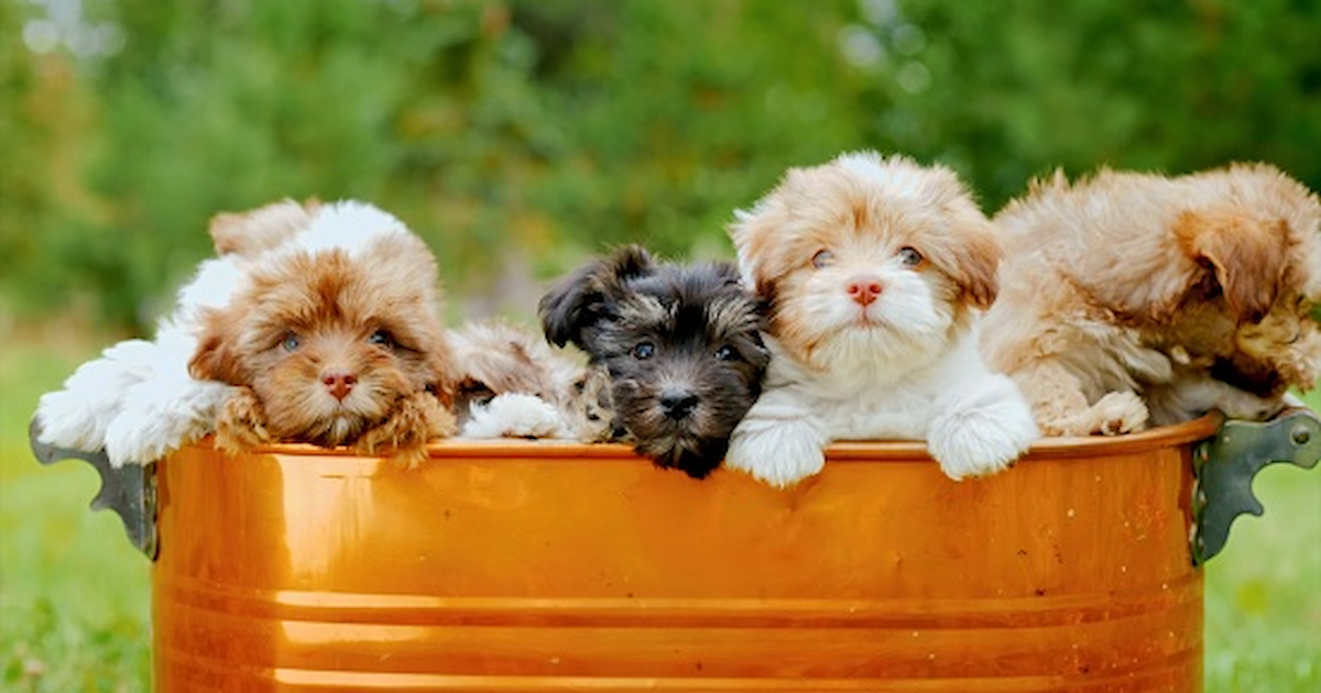 Doodle Dogs Explained Part 3 – Toy Doodles – Premier Pups