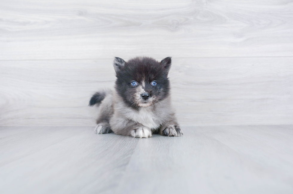 Pomsky Puppies for Sale | Premier Pups located in Ohio