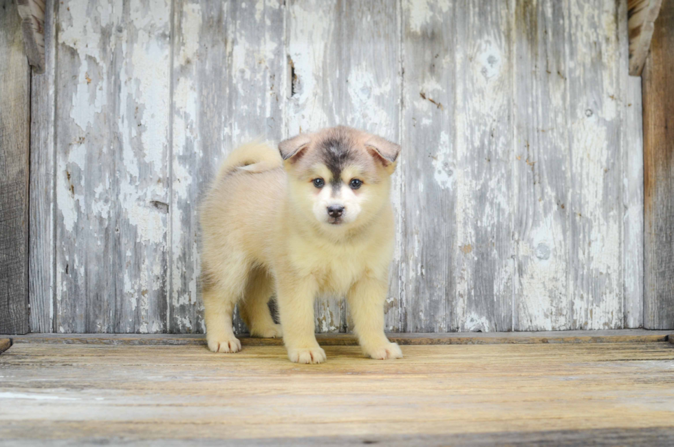 Pomsky puppies for sale | Small cross puppies breeds for sale in Ohio