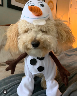 Poochon Puppies for Sale