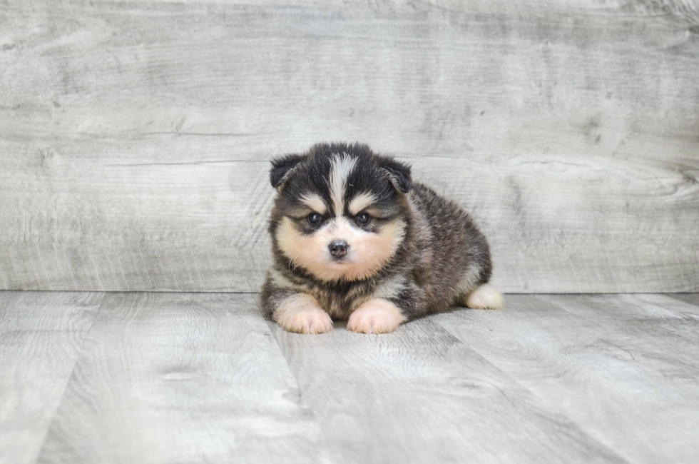 Pomsky puppies for sale | Small cross puppies breeds for sale in Ohio