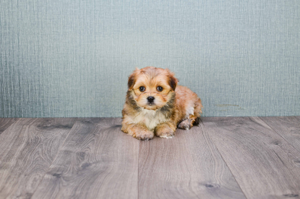 Small breed puppies for sale | Teacup Pups for sale in Ohio – Premier Pups