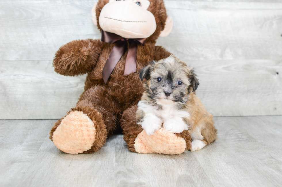 Havanese Puppies for Sale | PremierPups.com