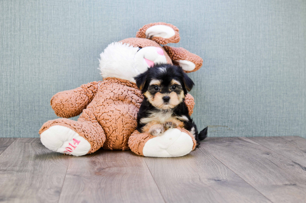 Morkie puppies for sale | Mixed Small Breed puppies for sale