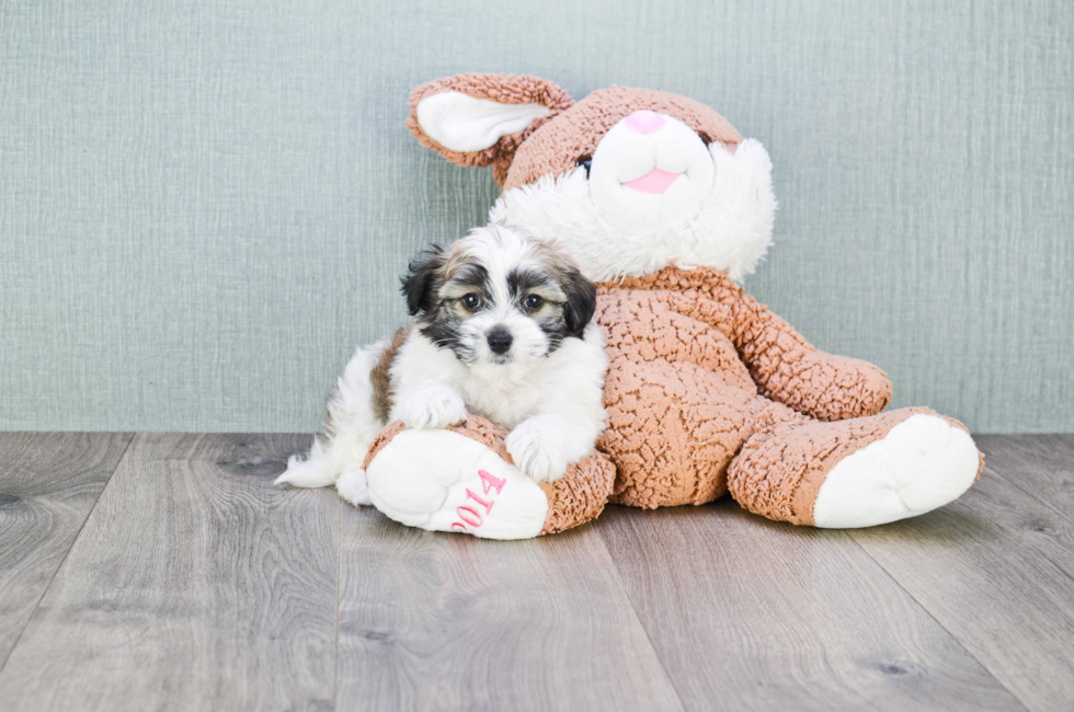 Havanese puppies for sale | Small purebred Havanese puppies for sale in ...