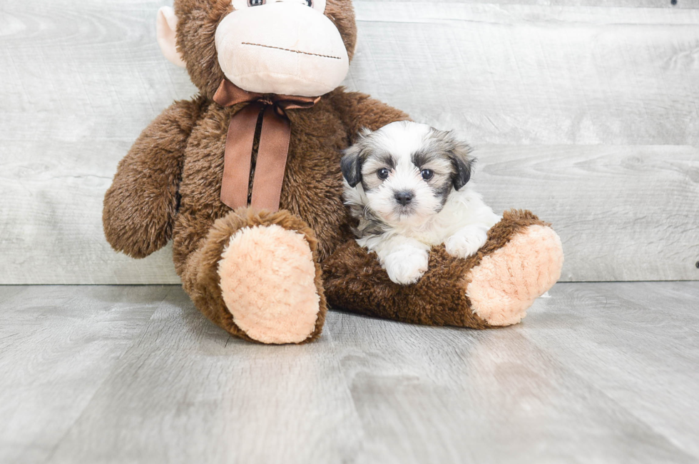 Teddy Bear Puppies for Sale – Shichon Puppies | Premierpups.com