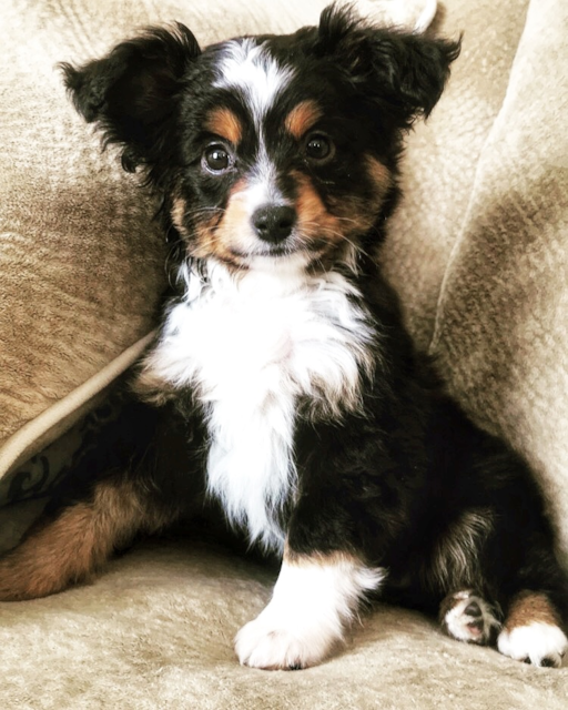 Mini Aussie Puppies for Sale - Buy Now! - Premier Pups