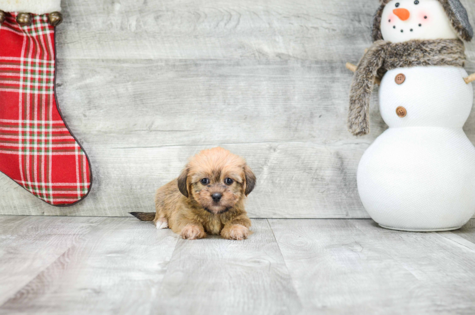Shorkie puppies for sale | Small cross breed puppies for sale in Ohio