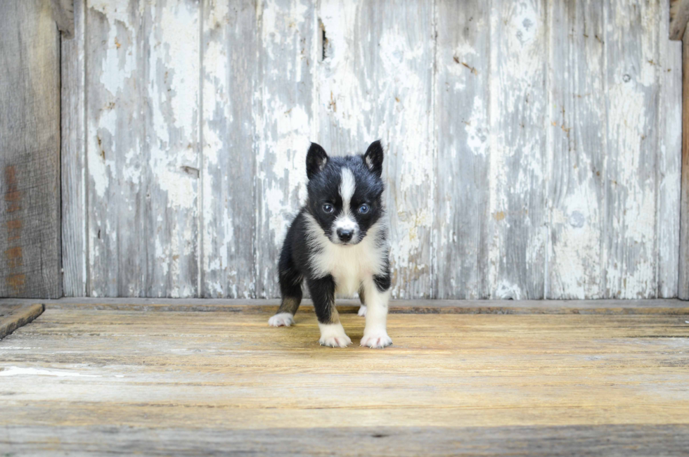 Pomsky puppies for sale | Small cross puppies breeds for sale in Ohio