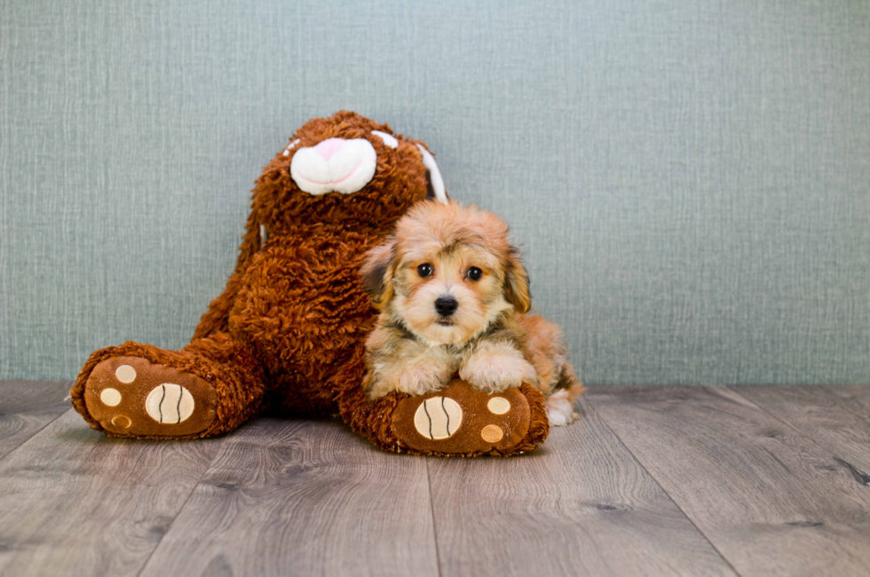 Premier Pups for sale in Ohio - Buy or adopt a puppy breed on Premier Pup