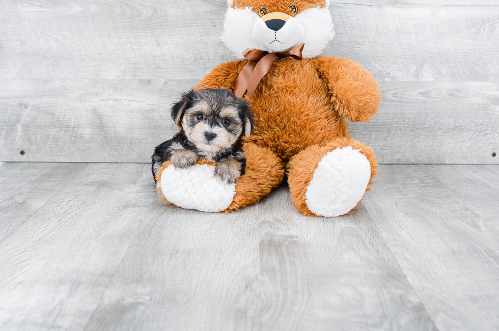 Morkie Puppies for Sale – On-the-spot Adoption in Ohio / US Shipping