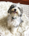 Mini Sheepadoodle for Sale | Premier Pups located in Ohio