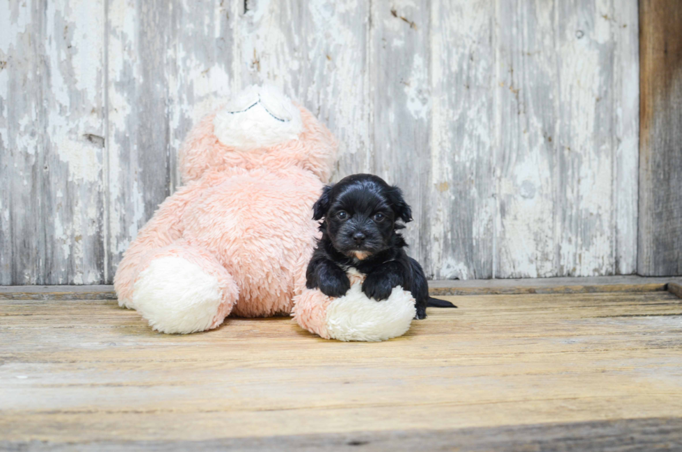 Morkie puppies for sale | Mixed Small Breed puppies for sale