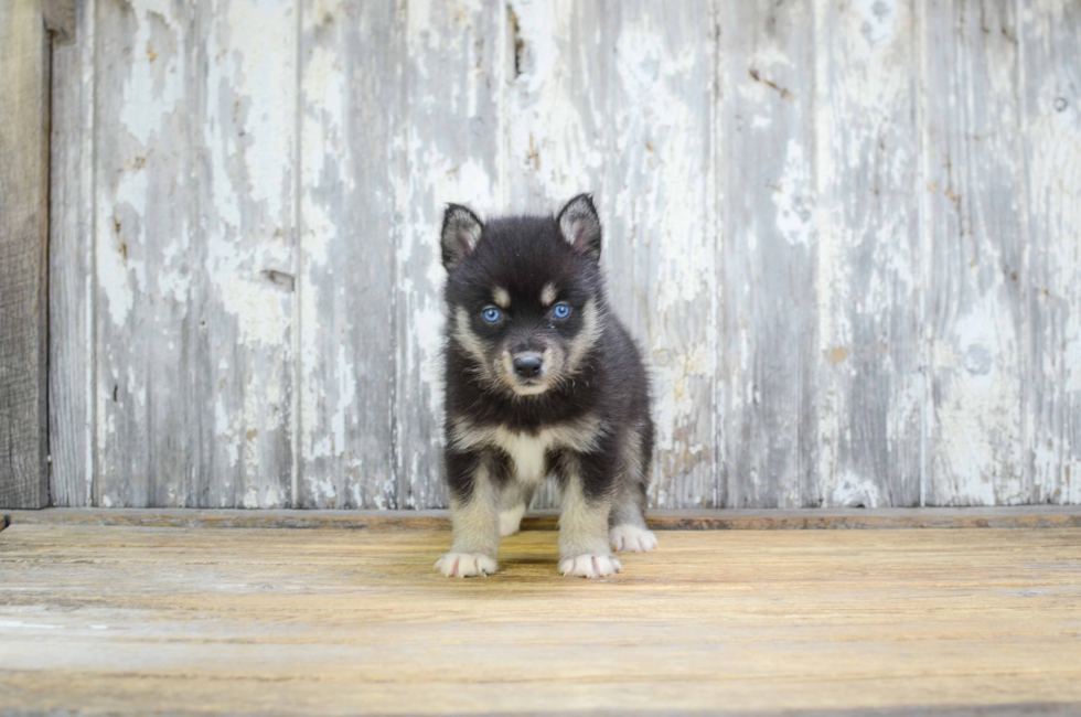 Pomsky puppies for sale | Small cross puppies breeds for sale in Ohio