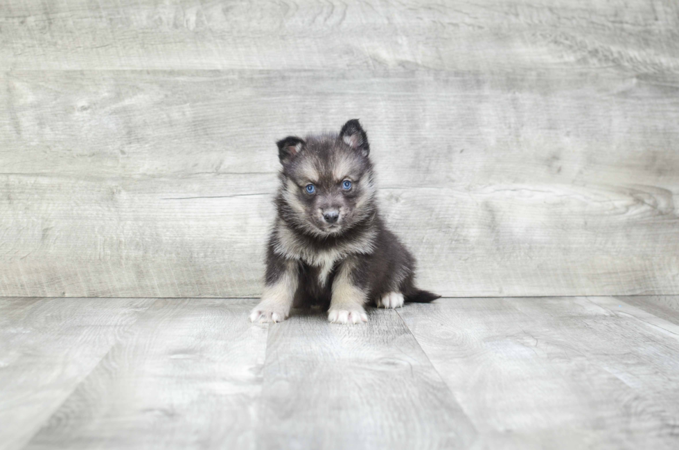 Pomsky puppies for sale | Small cross puppies breeds for sale in Ohio